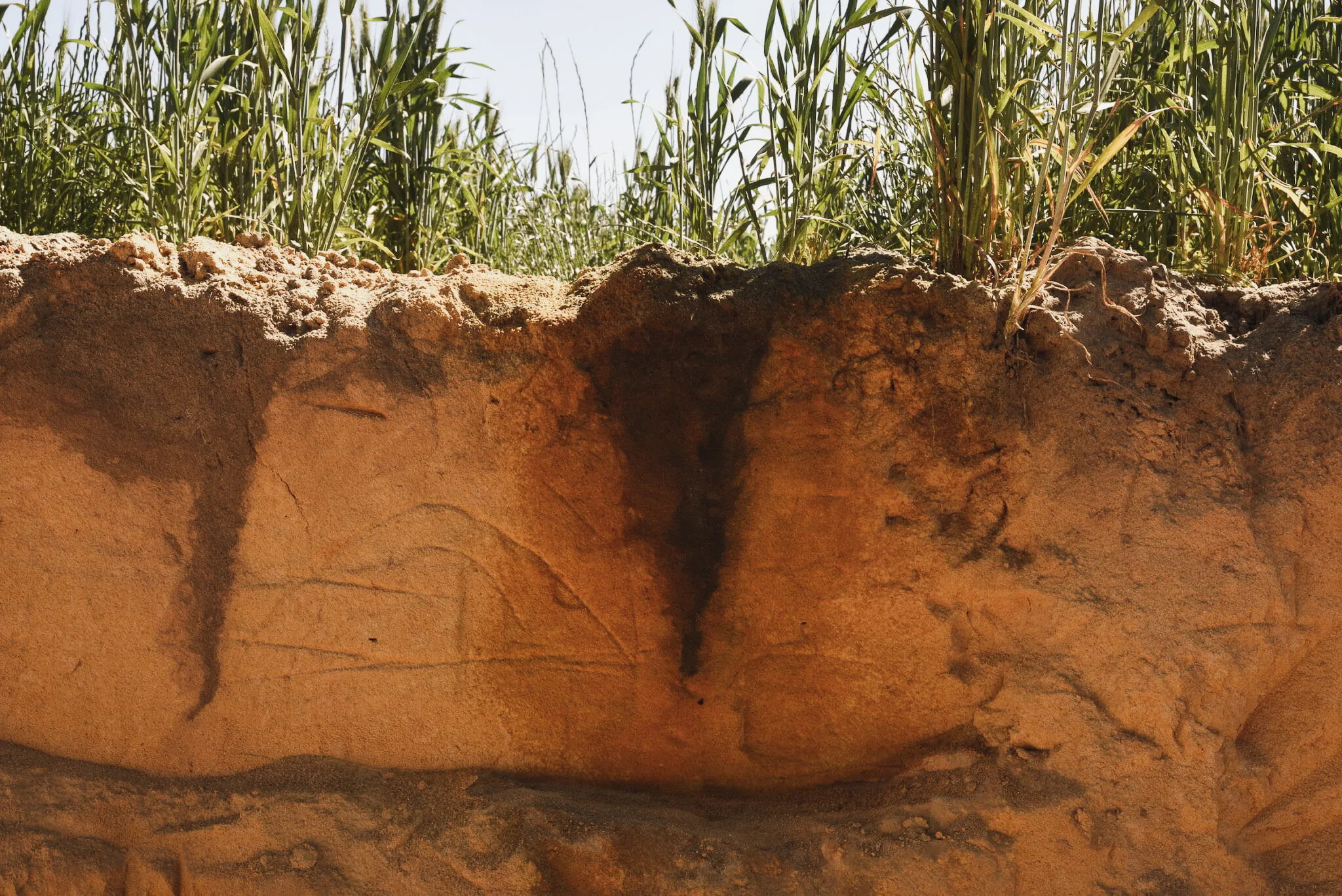 20 years of soil acidity RD and E in WA - what have we learnt? - SoilsWest